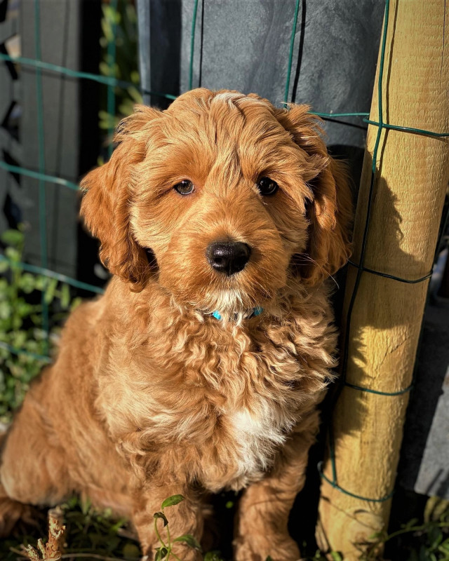 Labradoodles - Micasa Labradoodles